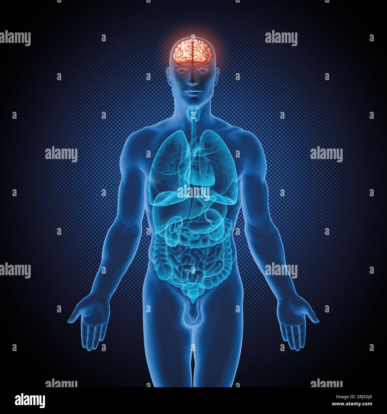 Medical Illustration Series: Male Body with Human Organs. Image 2 of 10 ...