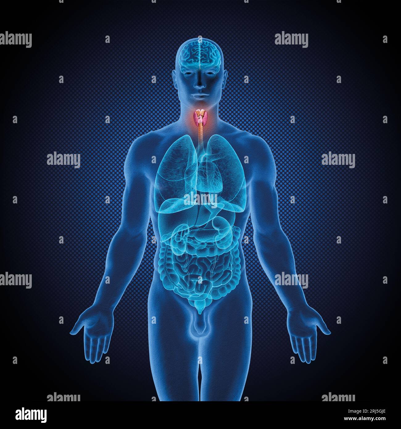 Medical Illustration Series: Male Body with Human Organs. Image 3 of 10 ...