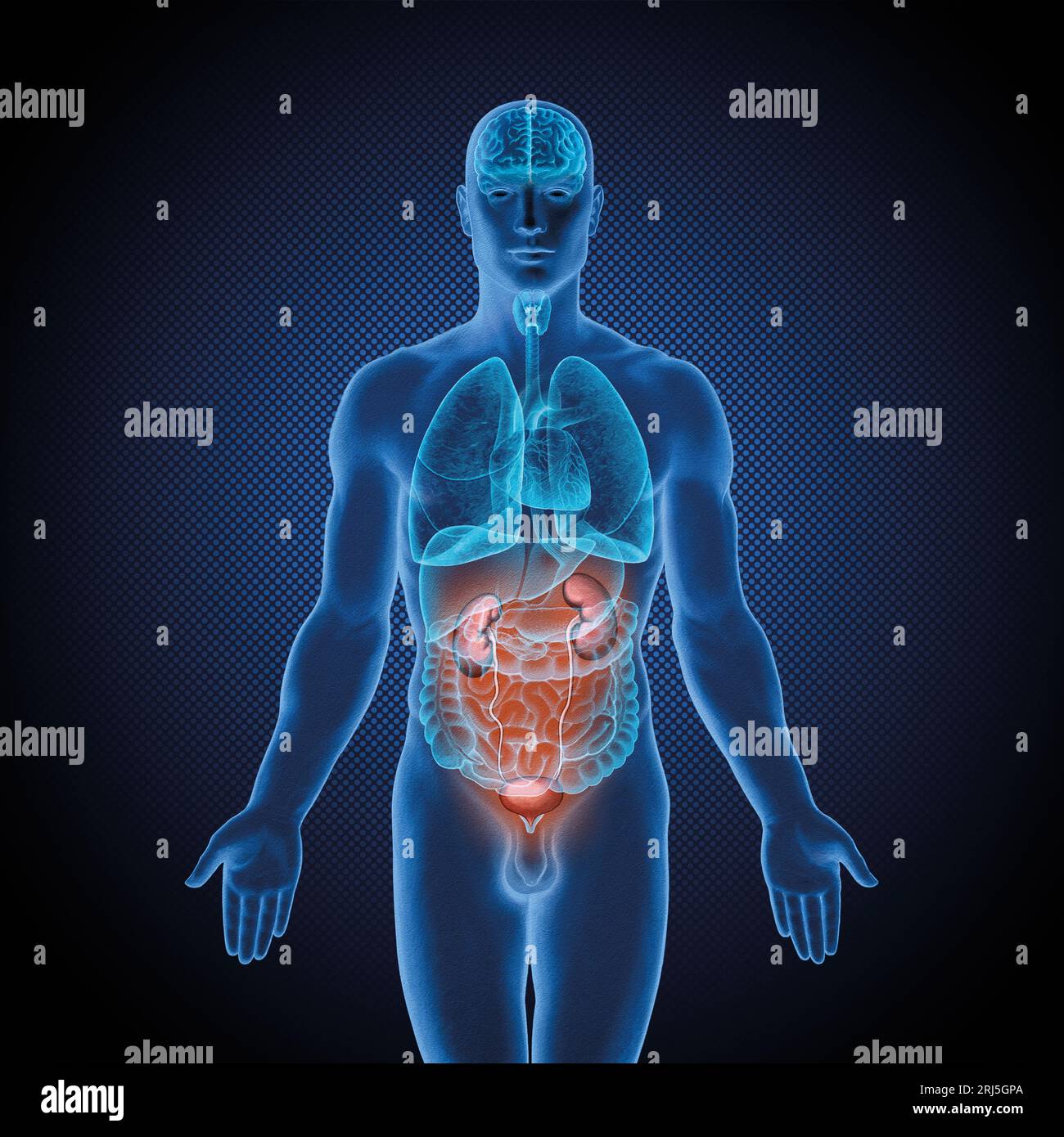 Medical Illustration Series: Male Body with Human Organs. Image 8 of 10 ...