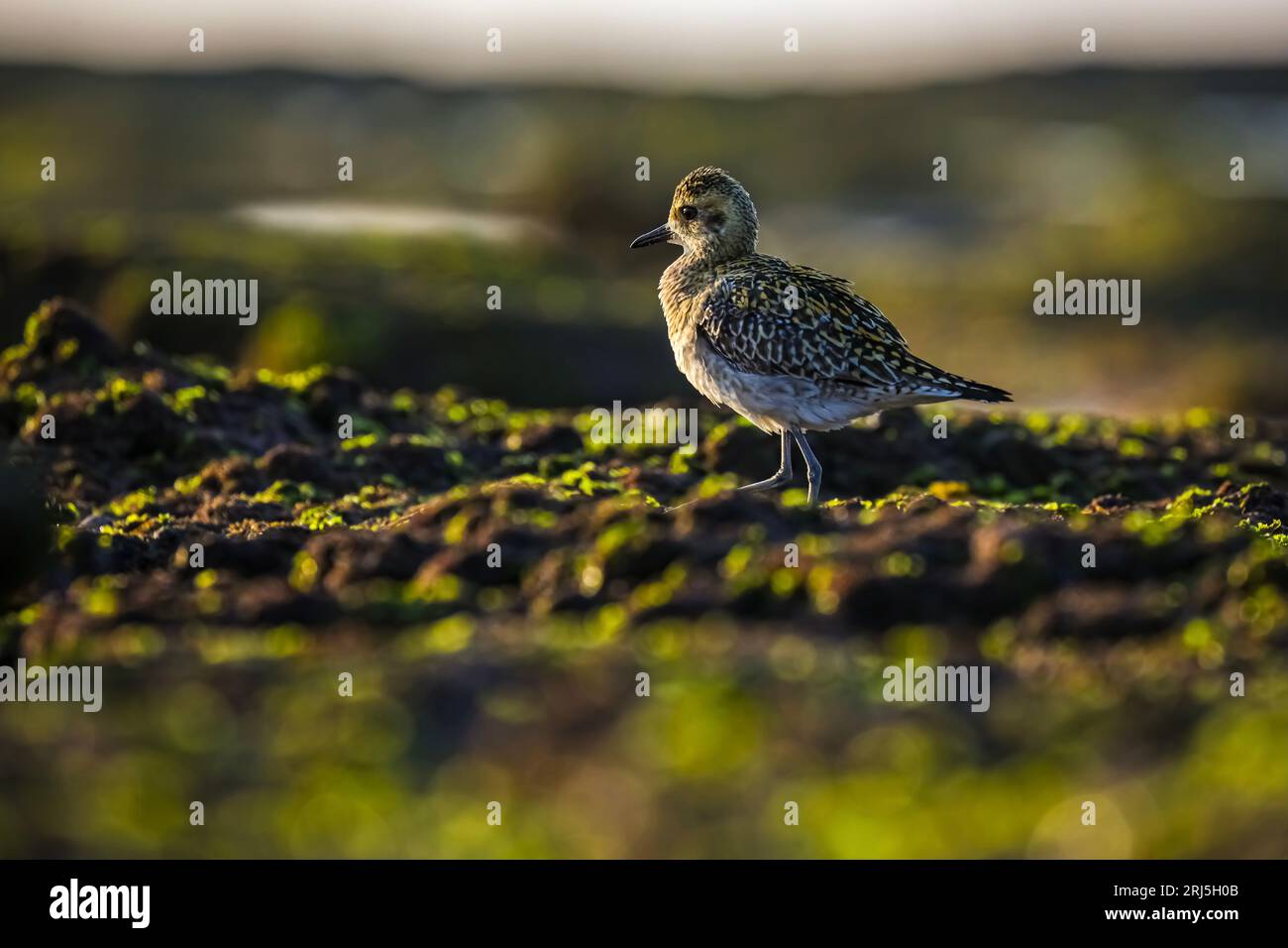 The Pacific golden plover (Pluvialis fulva) in its natural habitat ...