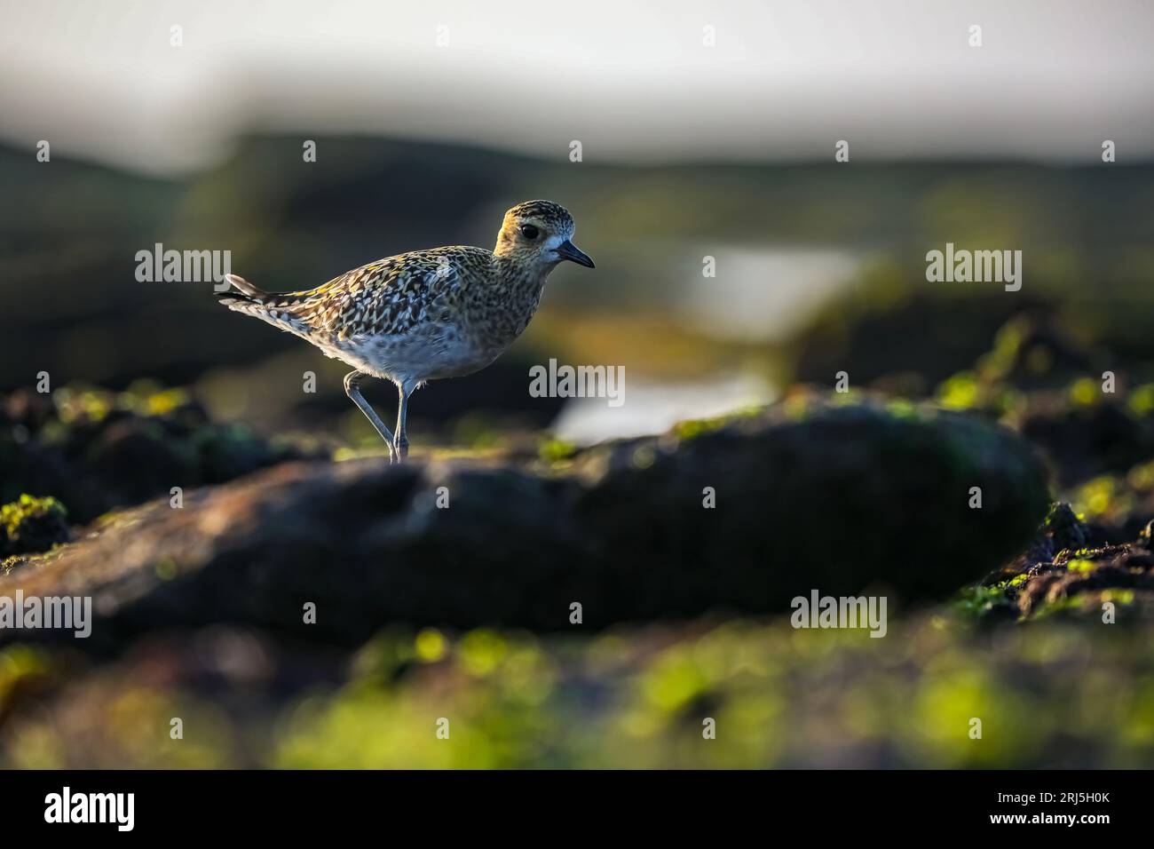 The Pacific golden plover (Pluvialis fulva) in its natural habitat ...