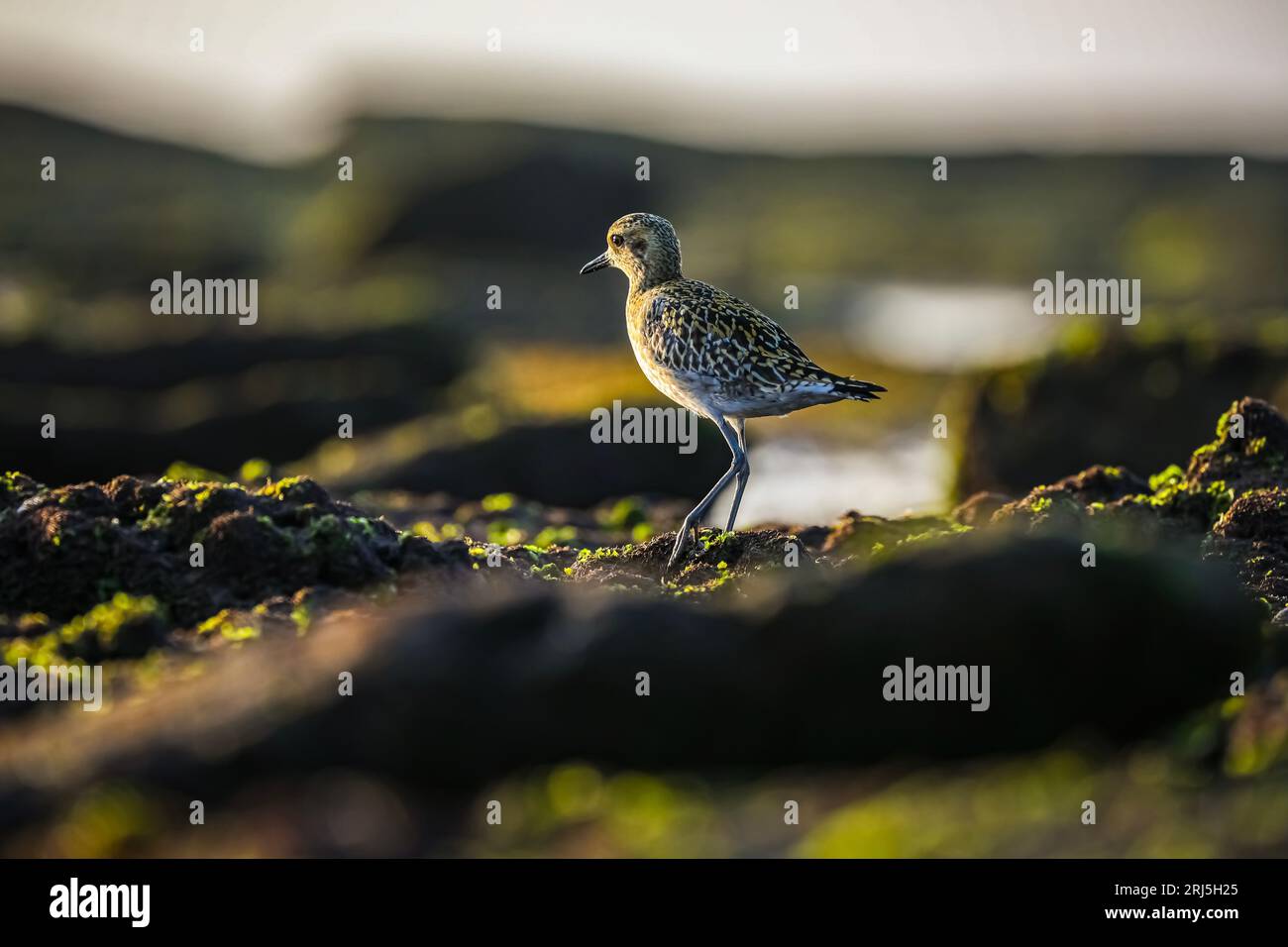 The Pacific golden plover (Pluvialis fulva) in its natural habitat ...