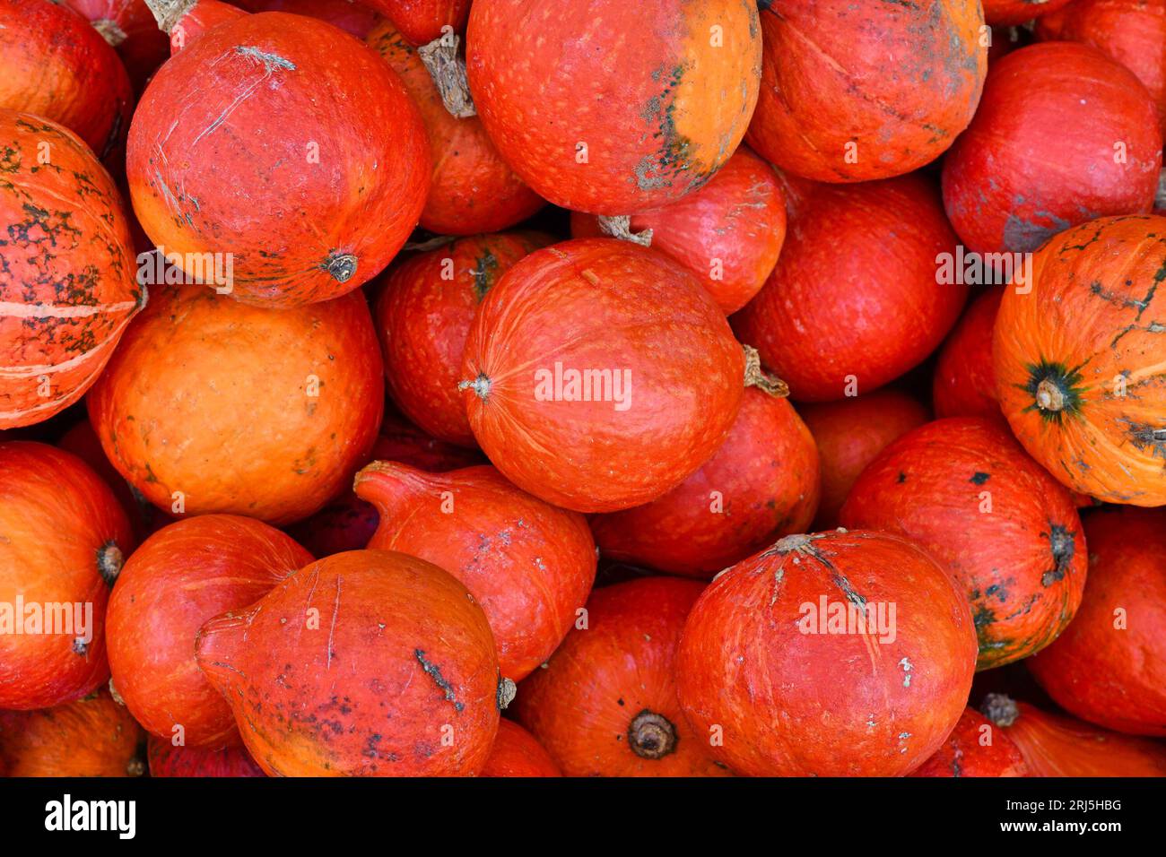 Many bright red Kuri Hokkaido squashes in pile Stock Photo - Alamy