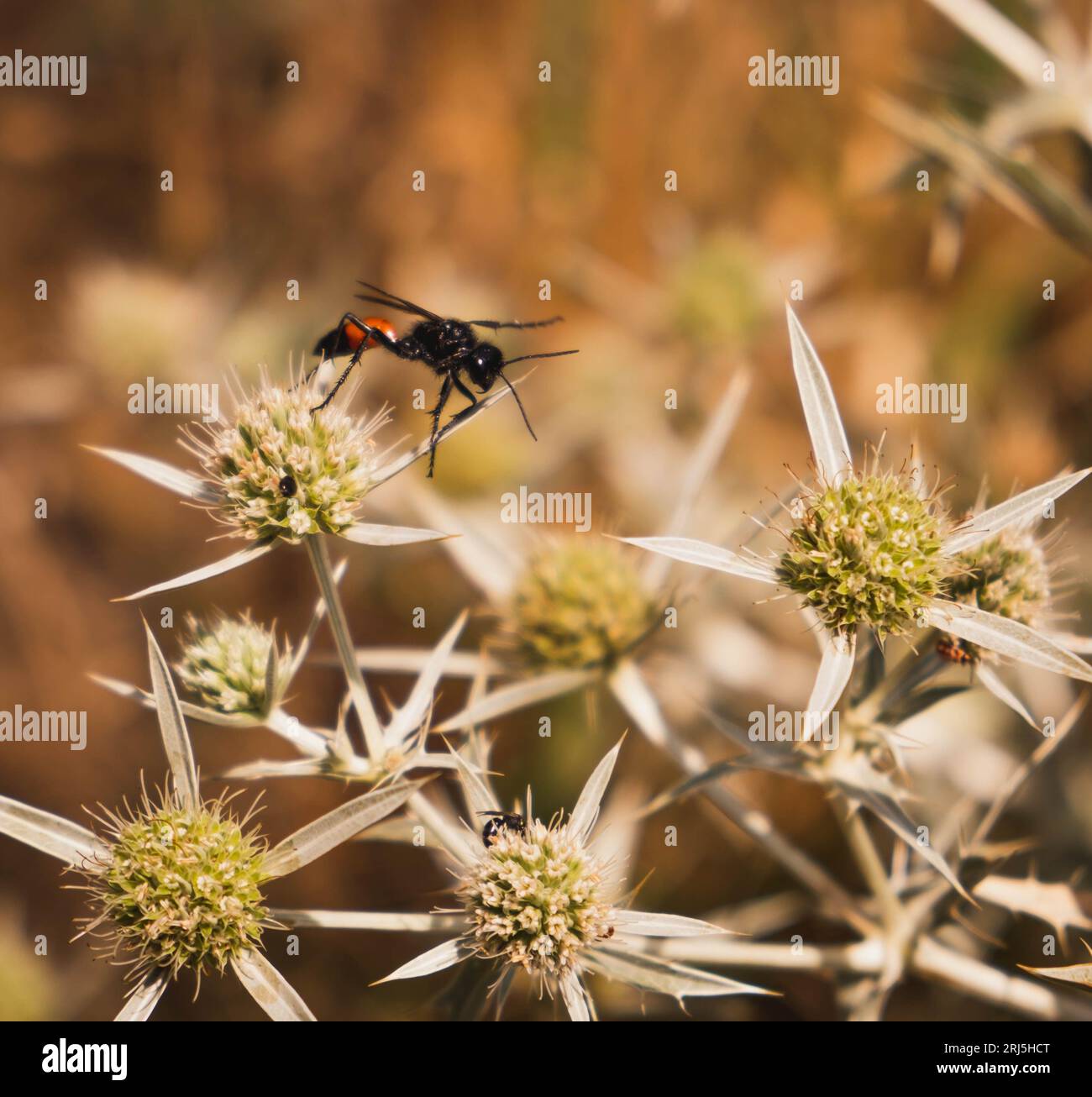 A large beetle flying mid-air over small wildflowers in a dirt ...