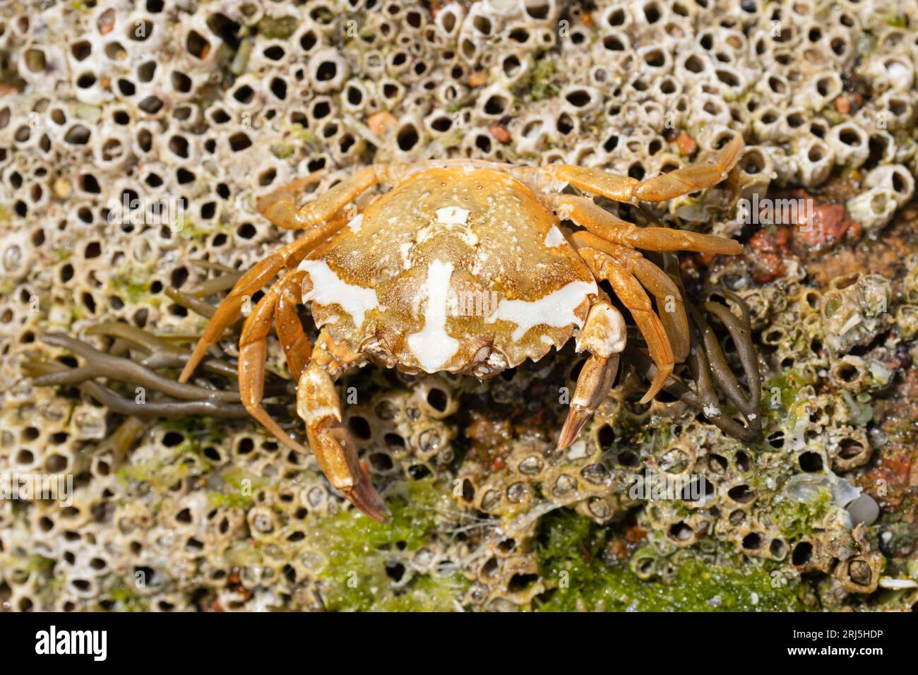 Close up of a Common marine crab on sea rock Stock Photo - Alamy