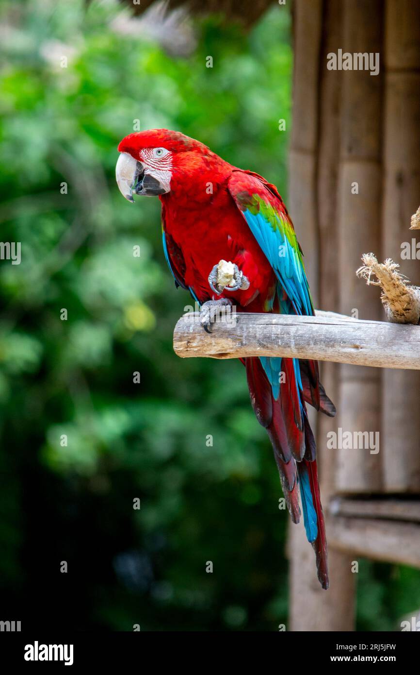 Adult scarlet macaw hi-res stock photography and images - Alamy
