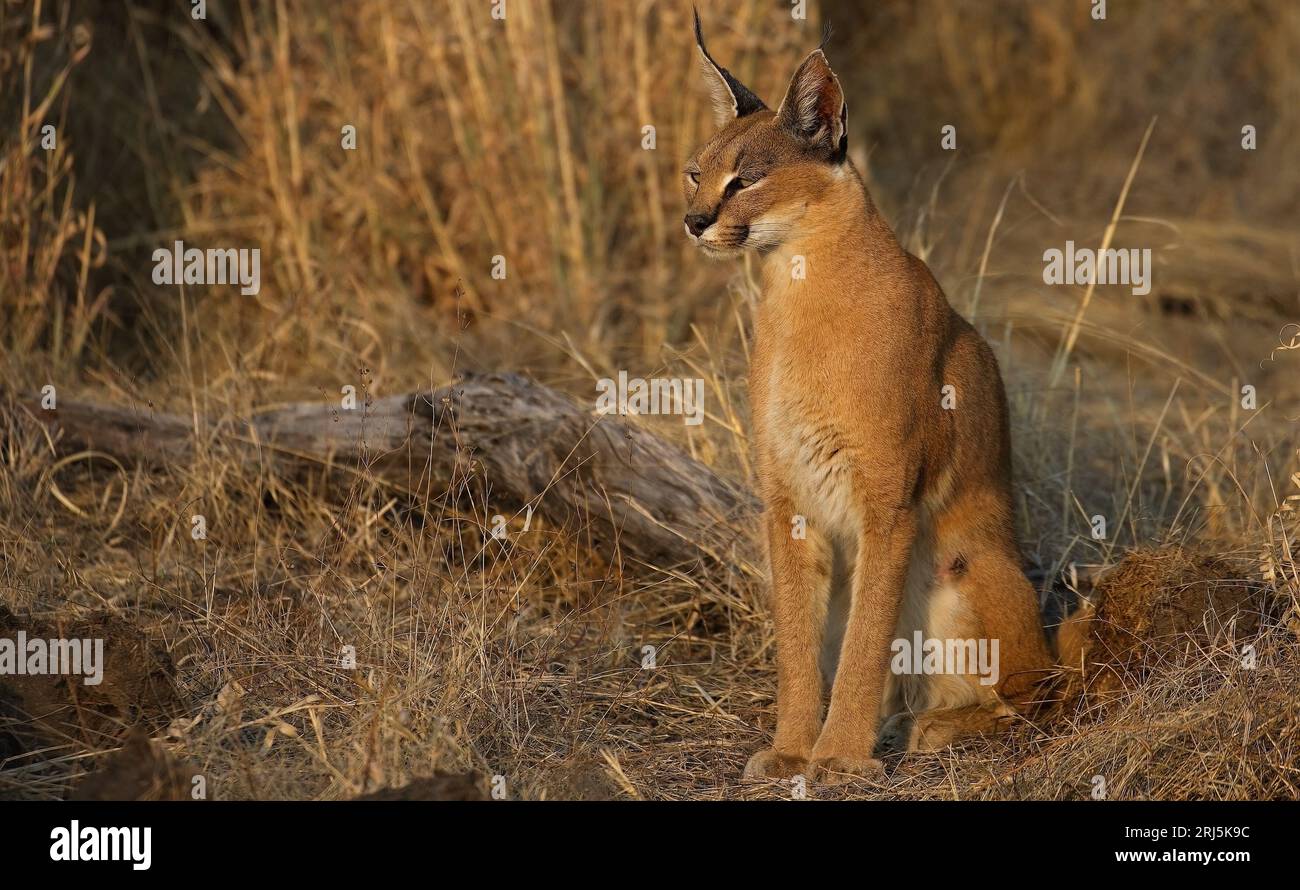 A close-up shot of a Caracal Lynx, standing alert in a grassy field ...