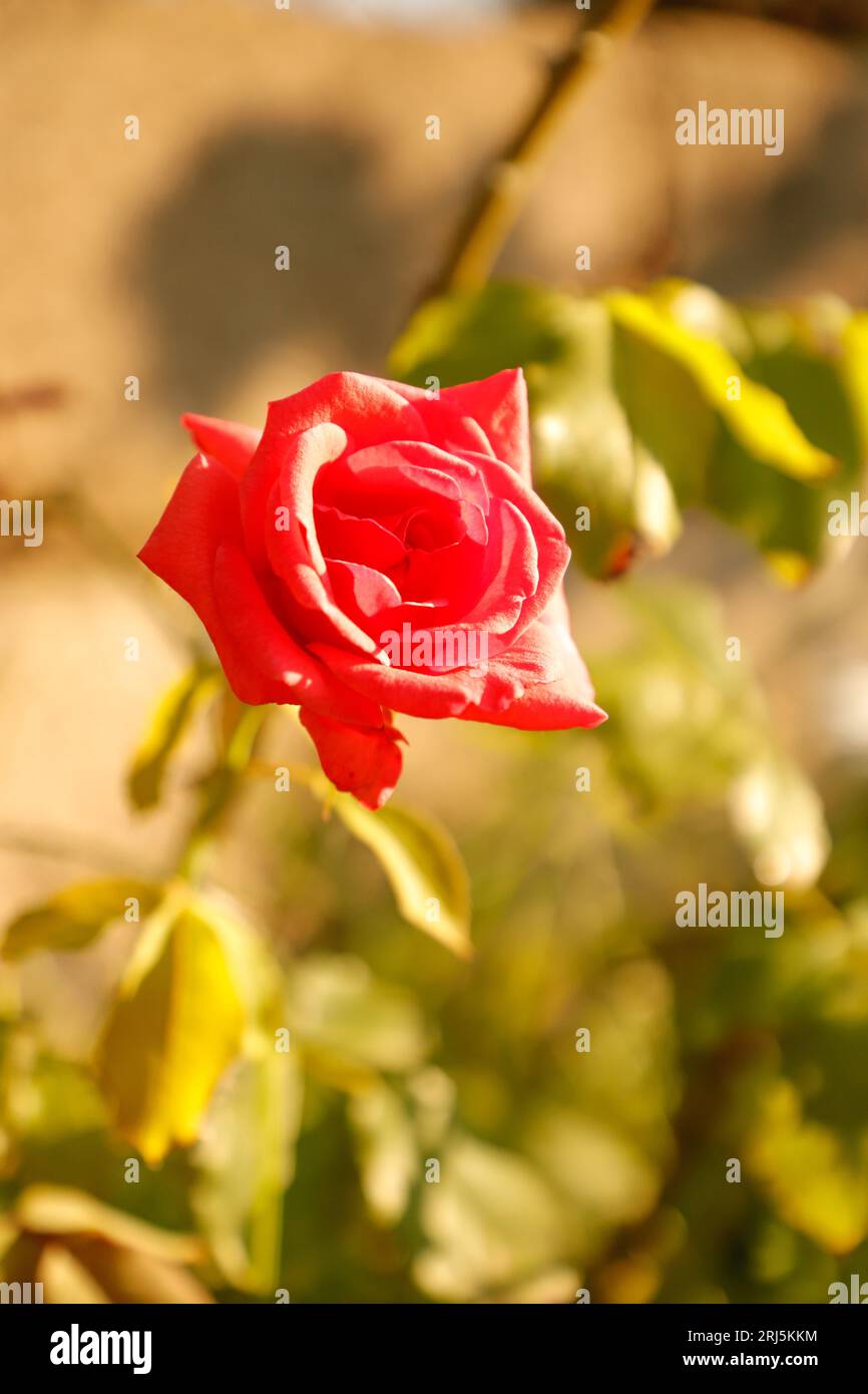 A close-up of a red rose growing in a backyard Stock Photo - Alamy