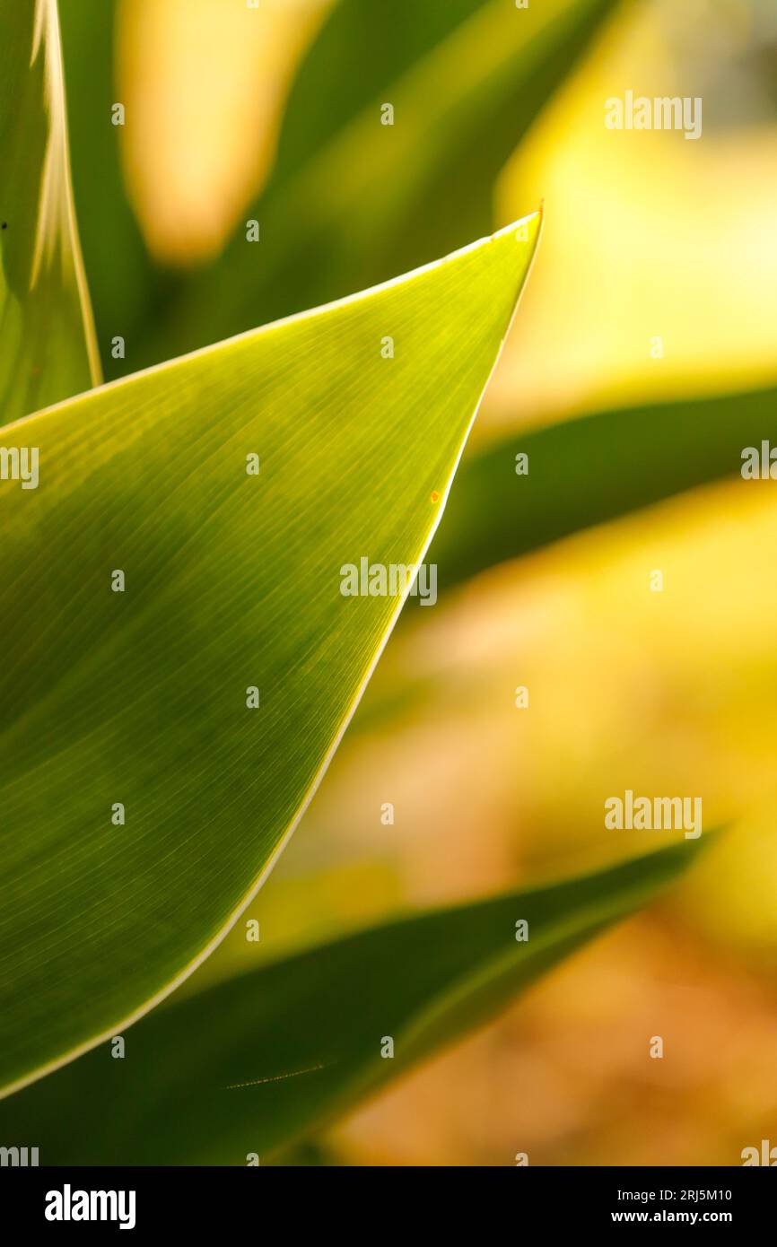 Elongated green leaf hi-res stock photography and images - Alamy