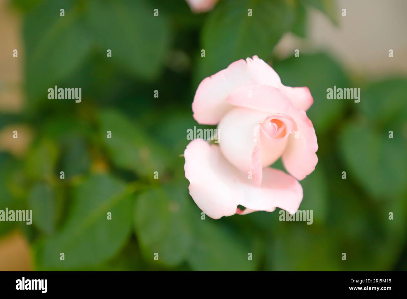 A close-up of a pastel pink rose that is about to bloom Stock Photo - Alamy