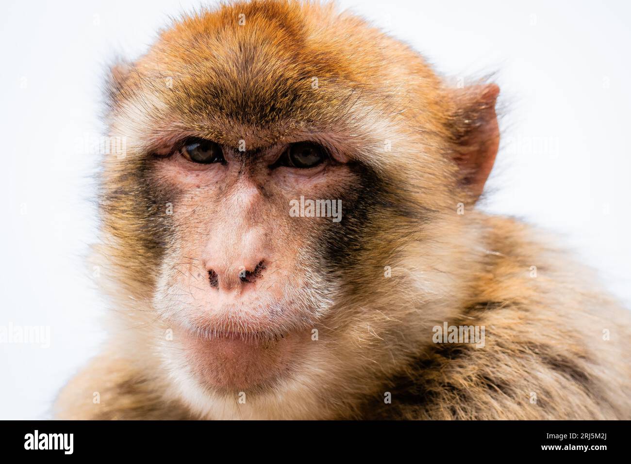 A portrait of a macaque monkey staring into the distance with an ...