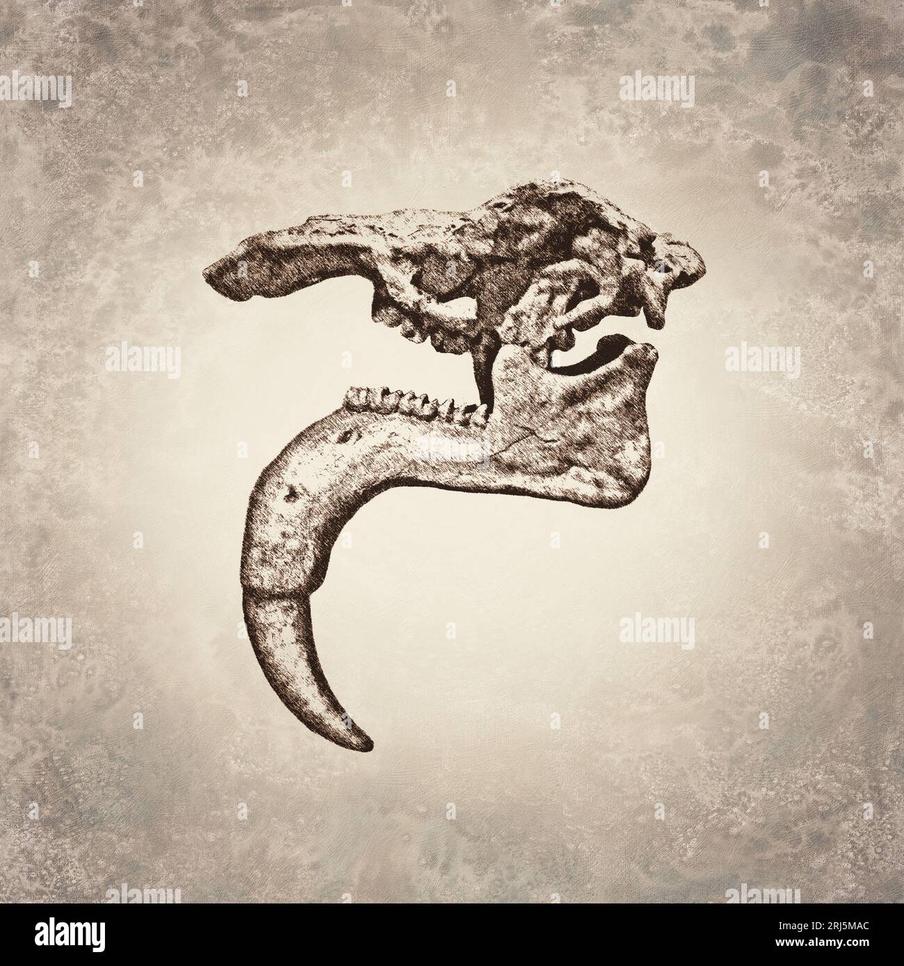 Skull cast fossil hi-res stock photography and images - Alamy