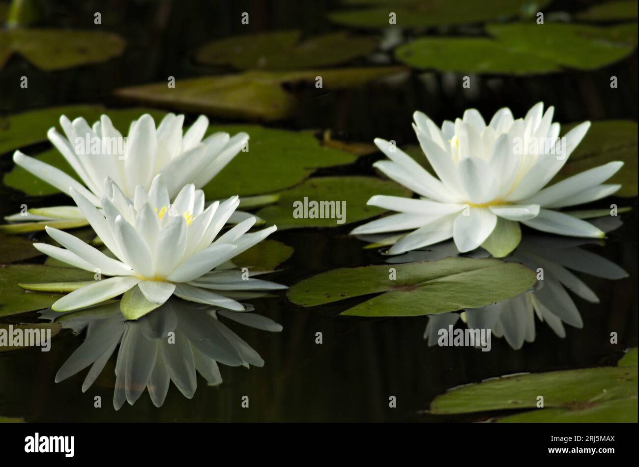 An idyllic scene of white water lilies floating serenely in a pond ...