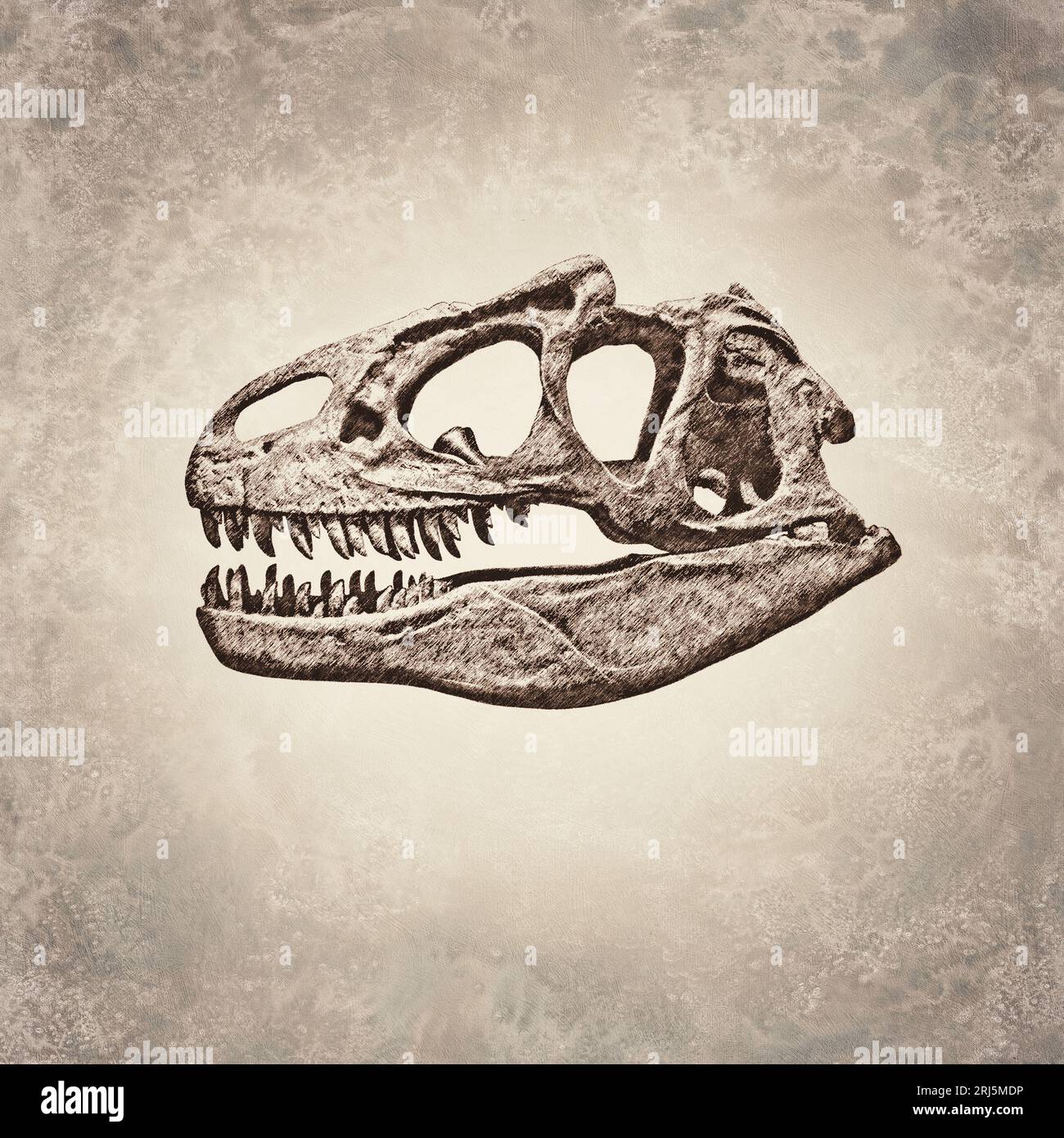 Tyrannosaurus Rex Skull Stock Photo - Alamy