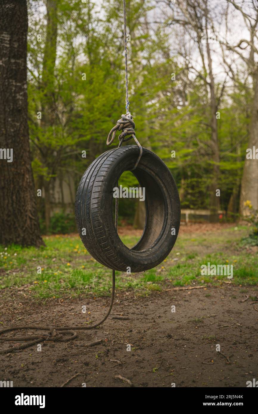 An aged tire suspended from a tree in a forest, tethered by a rope ...