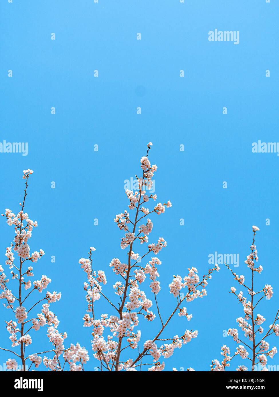 A tree with delicate cherry blossom branches against a brilliant blue ...