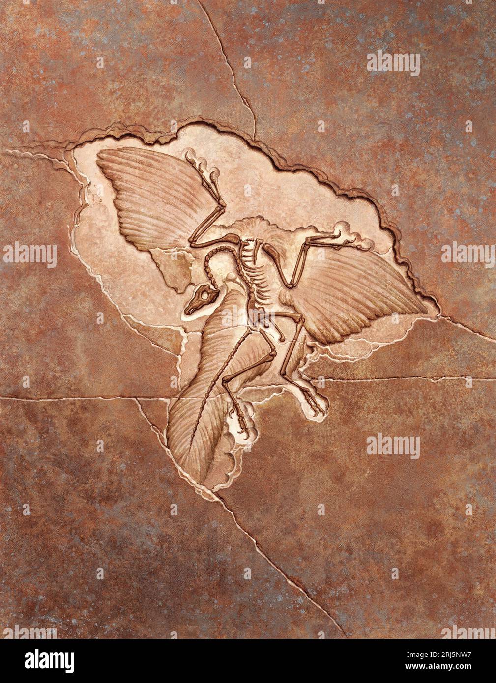 Skeleton of archaeopteryx hi-res stock photography and images - Alamy