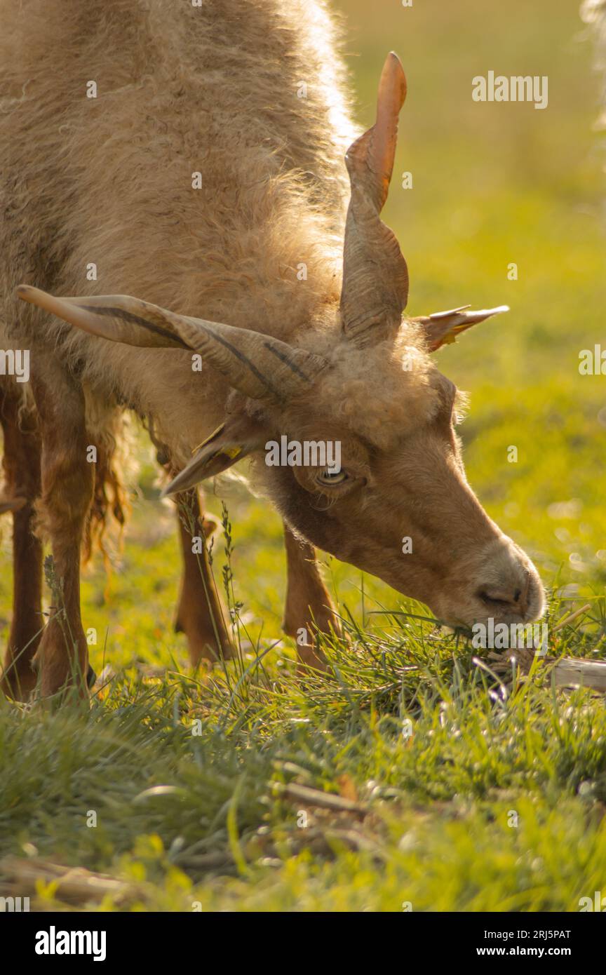 Hungarian racka hi-res stock photography and images - Alamy