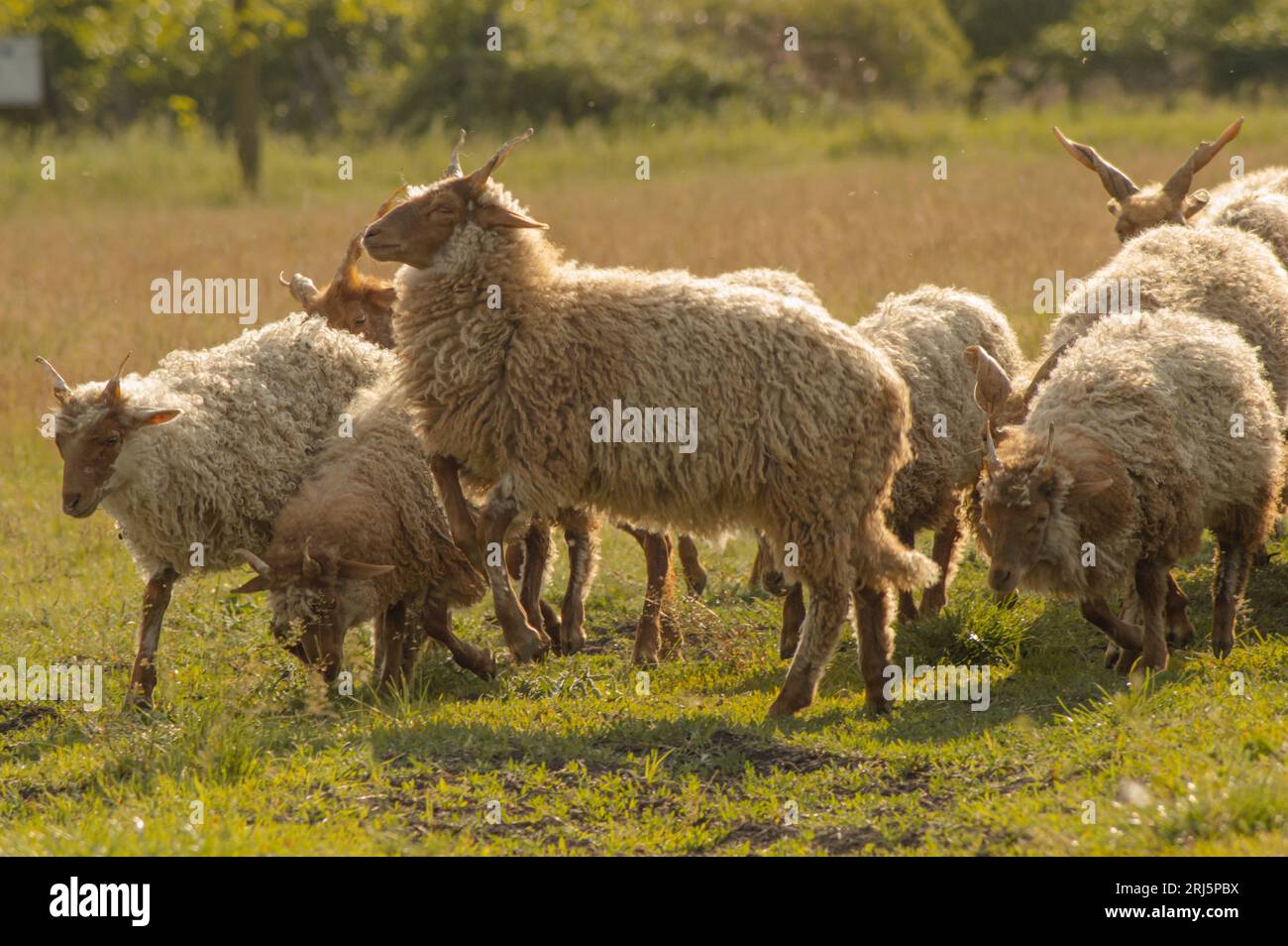 A view of Hungarian racka sheep in greenery field Stock Photo - Alamy