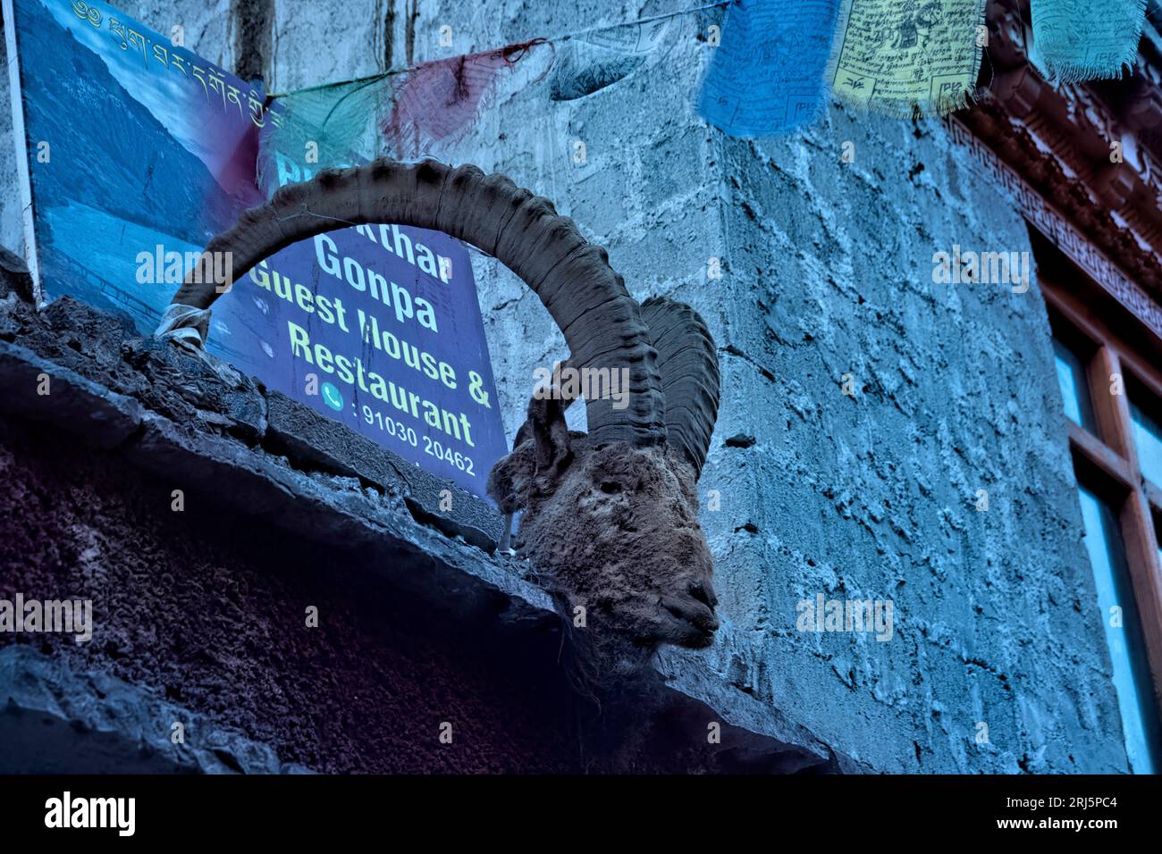 Head of a wild Asiatic ibex in Zanskar, Ladakh, India Stock Photo - Alamy