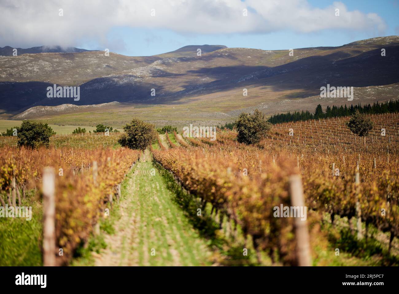 A scenic view of Creation Wine Estate in the Hemel en Aarde region of ...