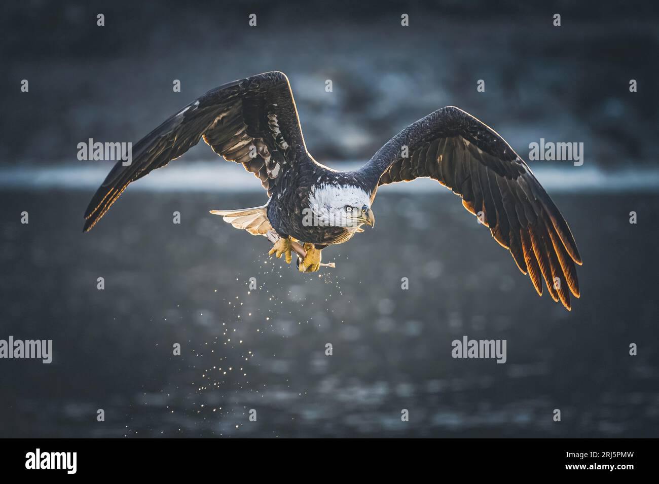 Bald eagle grabbing food hi-res stock photography and images - Alamy
