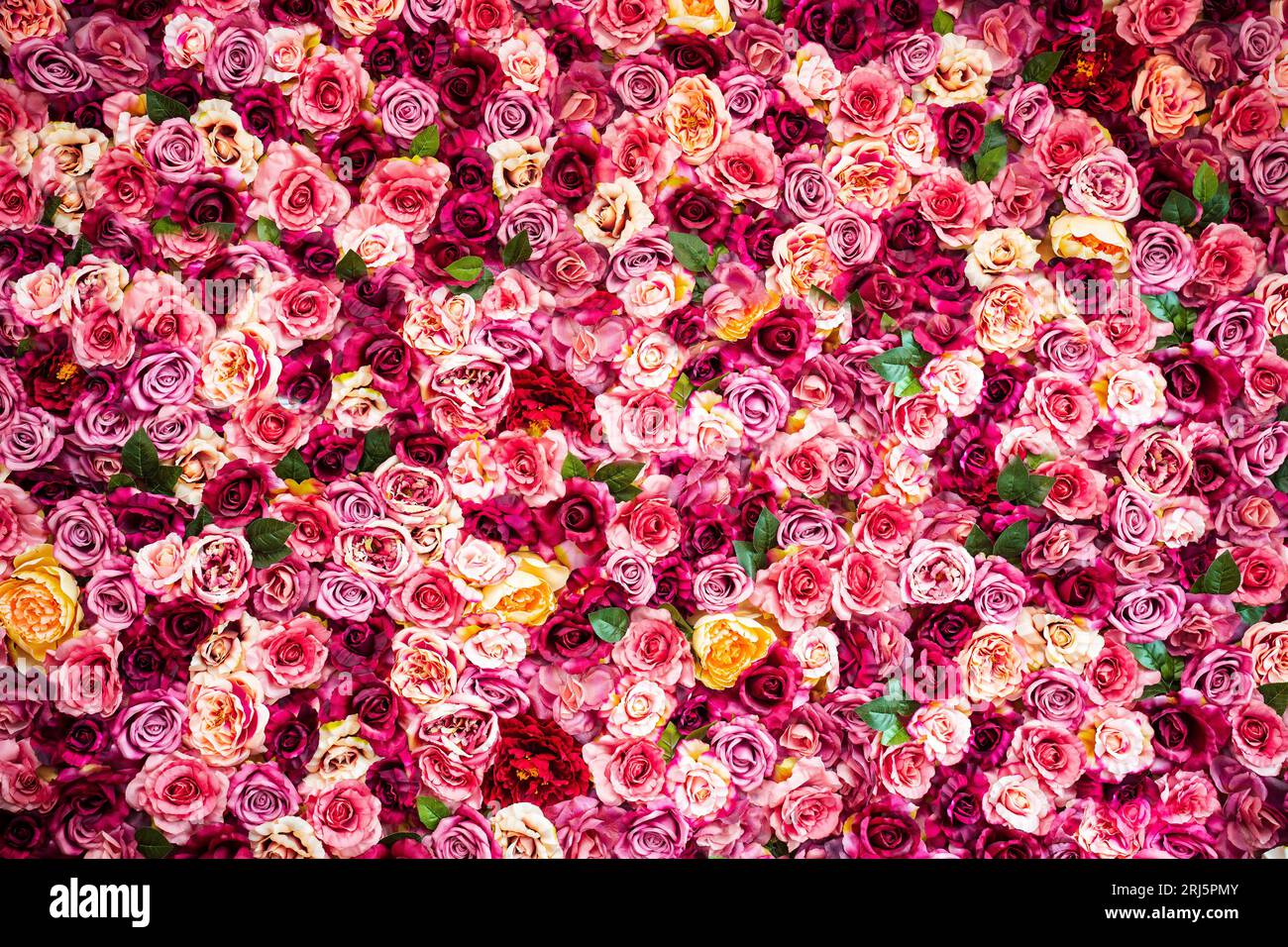 An array of roses hi-res stock photography and images - Alamy