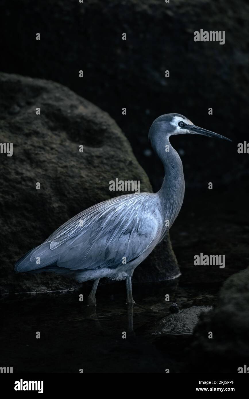 A white-faced heron stands in a pond with dark water, its long slender ...