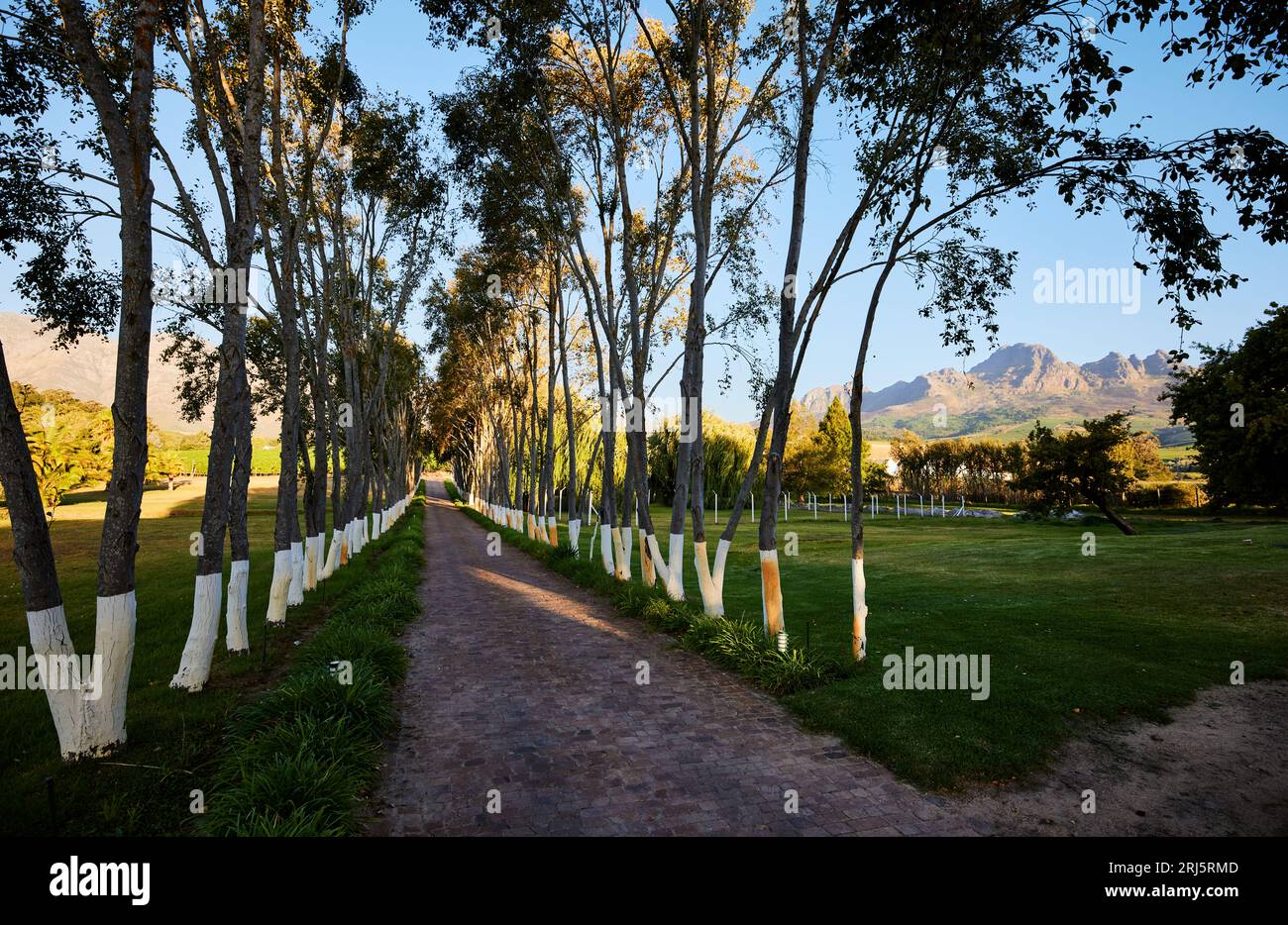 A narrow path with lines of trees in a green rural landscape ...