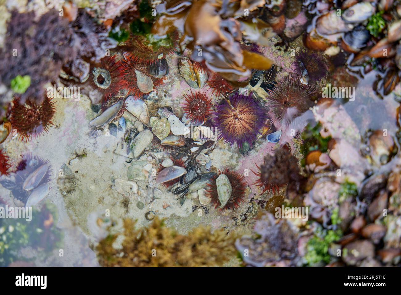 A beautiful scene of shallow ocean water with sea creatures. De Hoop ...