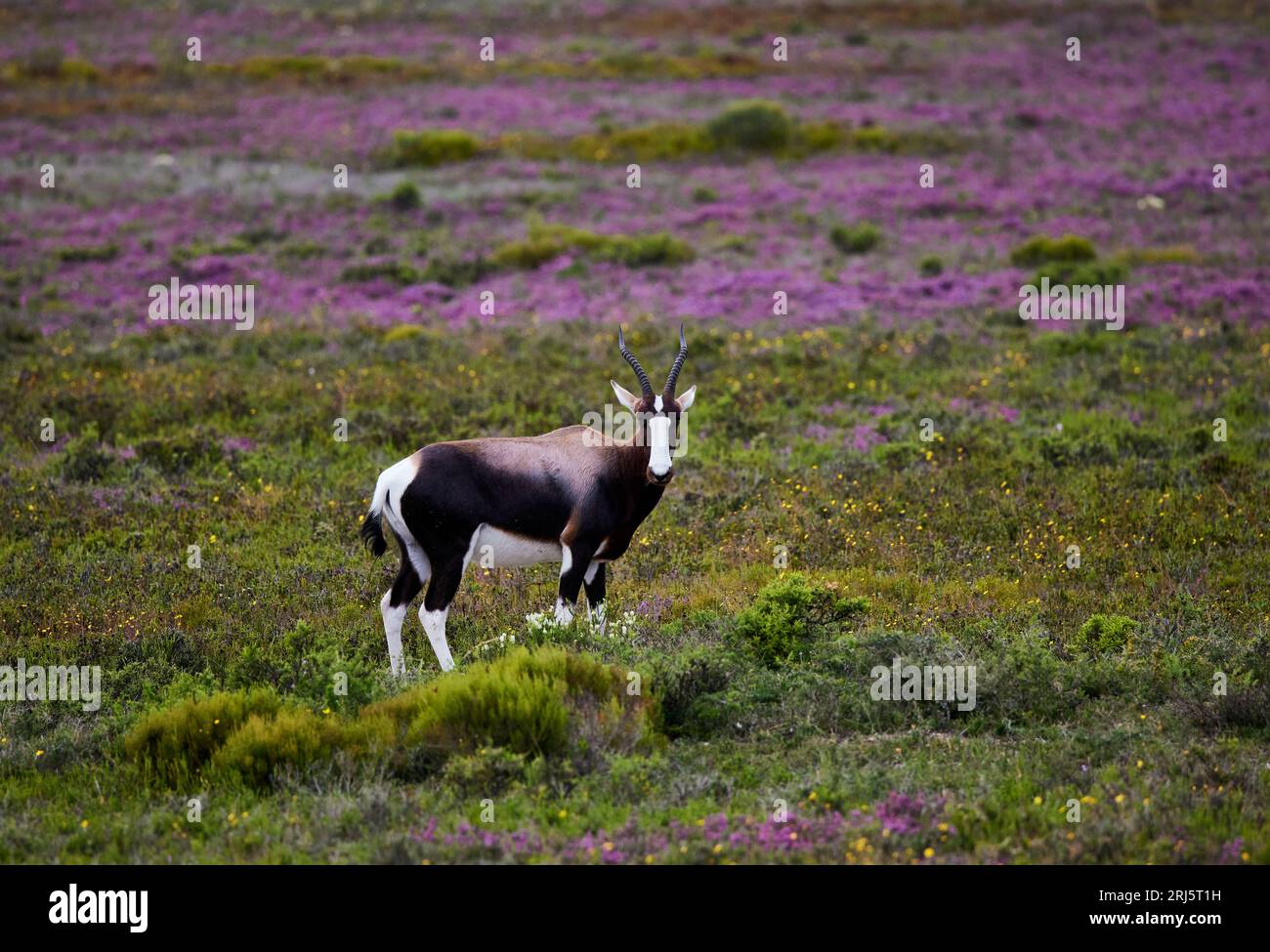 Bontebok in the wildflowers hi-res stock photography and images - Alamy