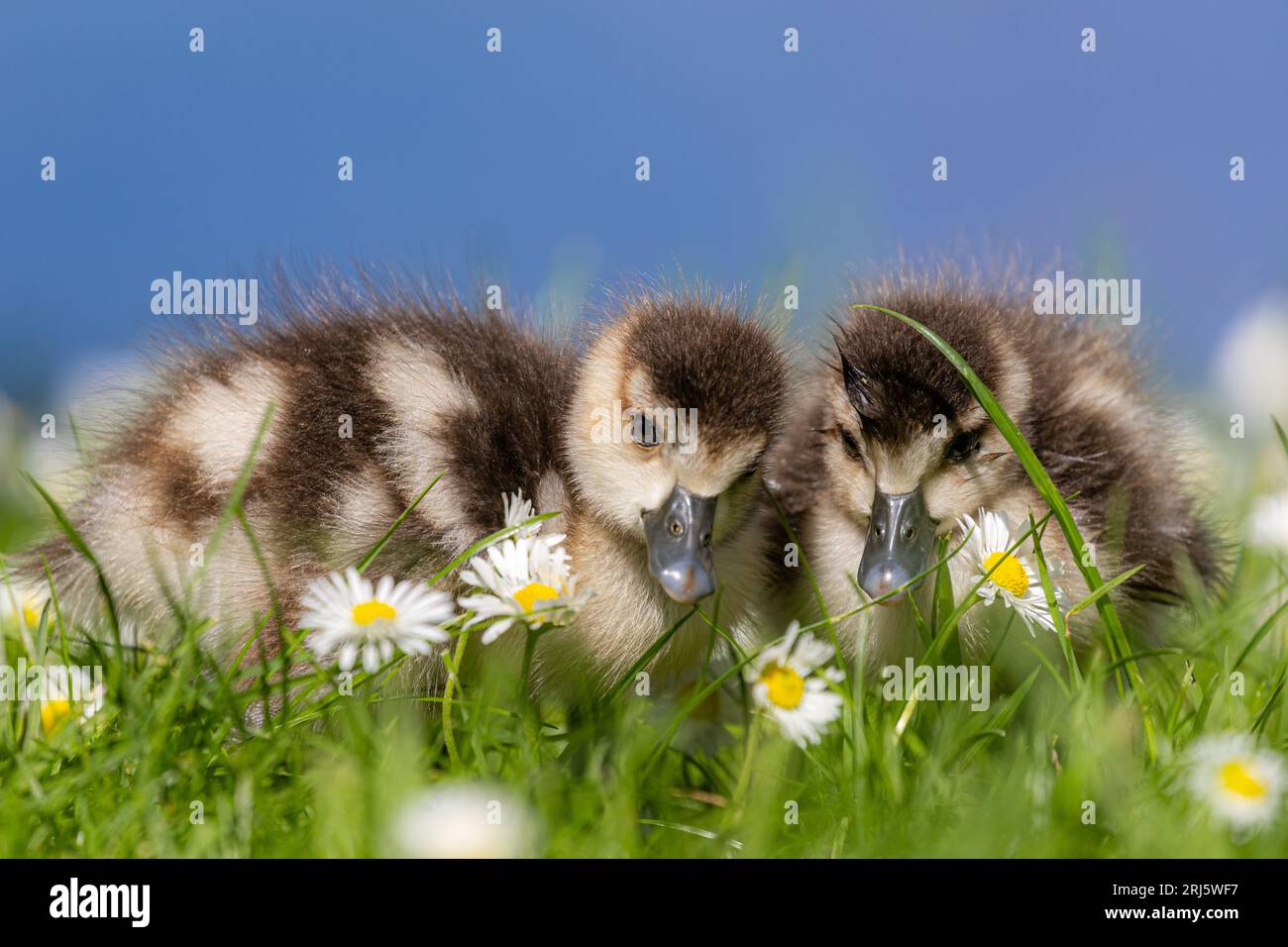 Two little ducks hi-res stock photography and images - Alamy
