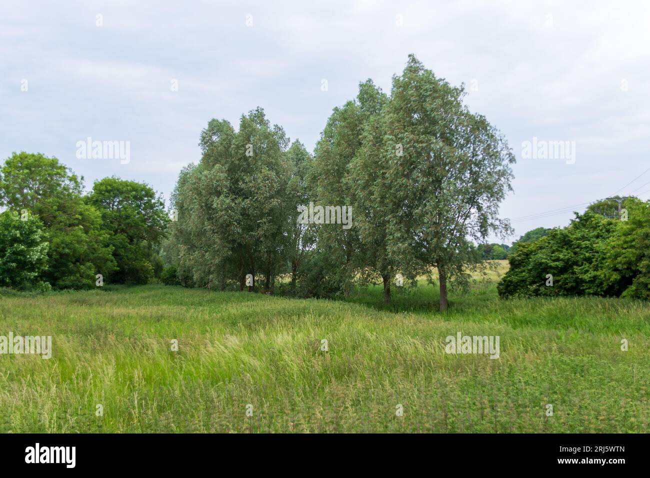 Row of Willow Trees on the bank of the River Colne in Castle Hedingham ...