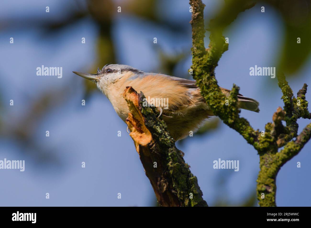Brhlik lesni hi-res stock photography and images - Alamy