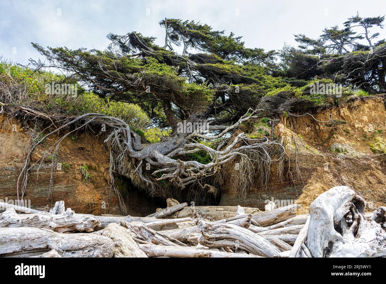 Large tree exposed roots hi-res stock photography and images - Alamy