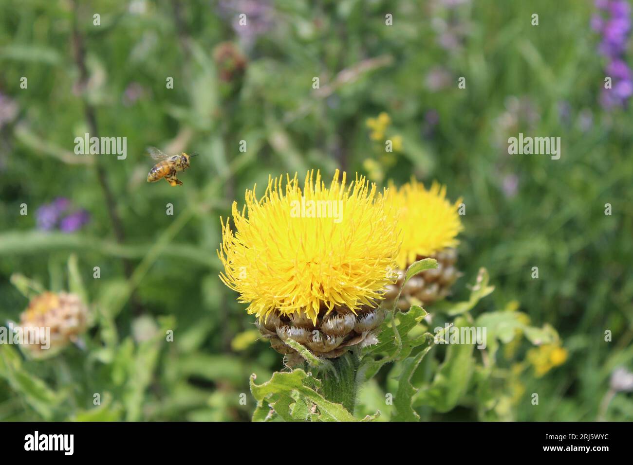 Yellow thistle hi-res stock photography and images - Alamy