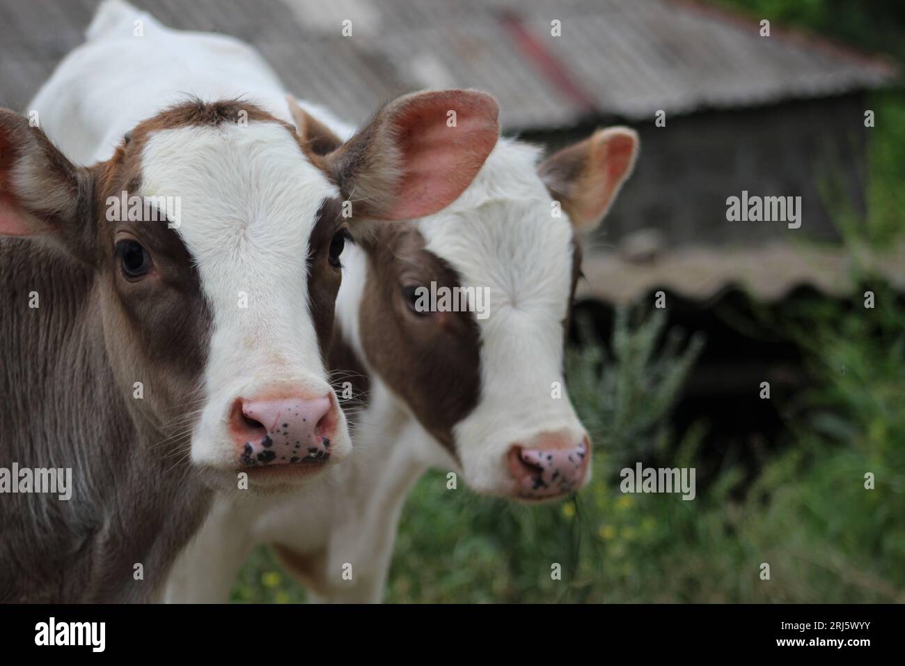 Blurred cows hi-res stock photography and images - Alamy