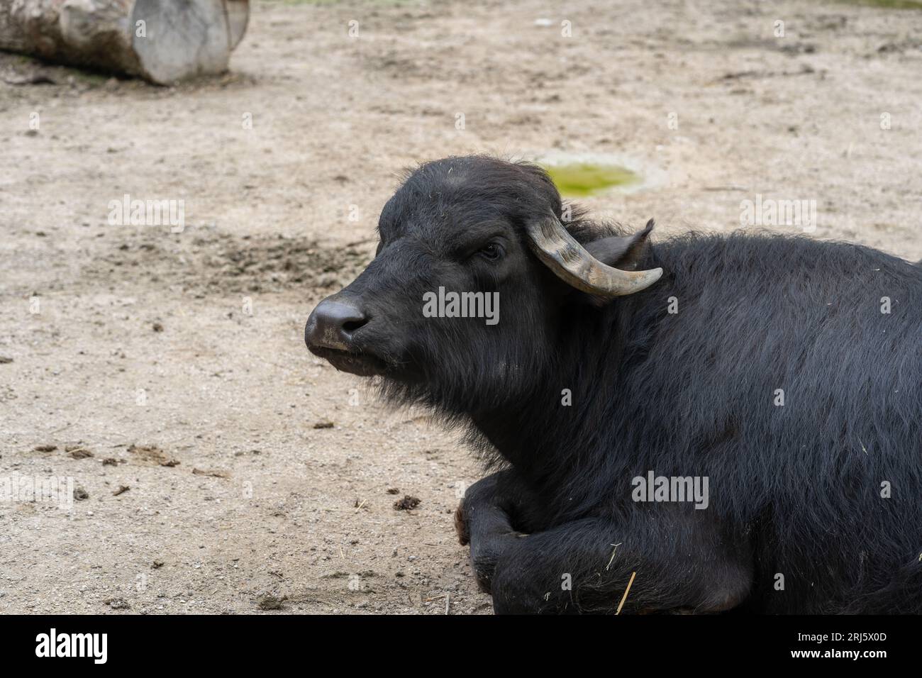 A buffalo with distinctively curved horns relaxing in a rocky enclosure ...