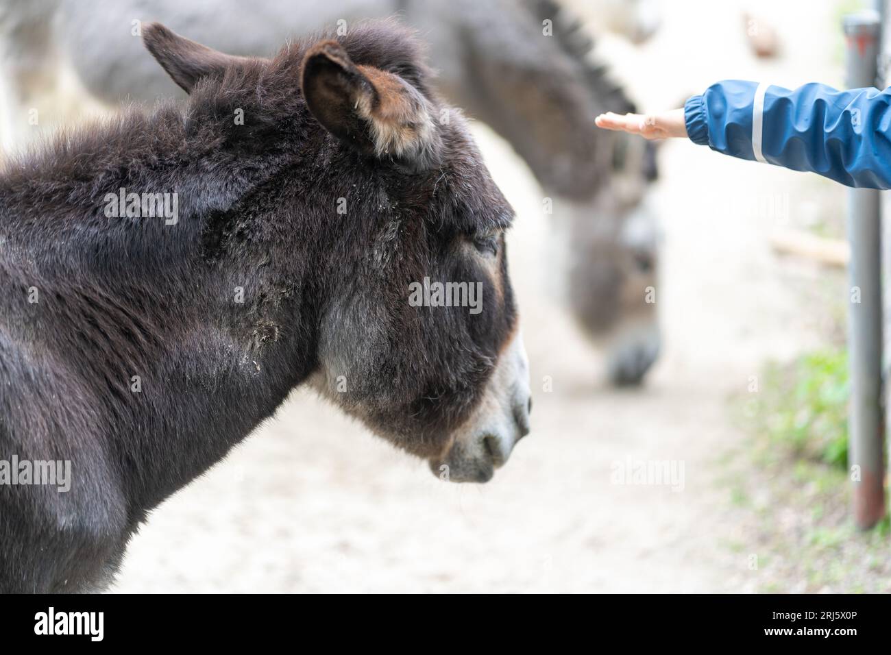 A young child showing affection to a donkey by gently stretching hand ...