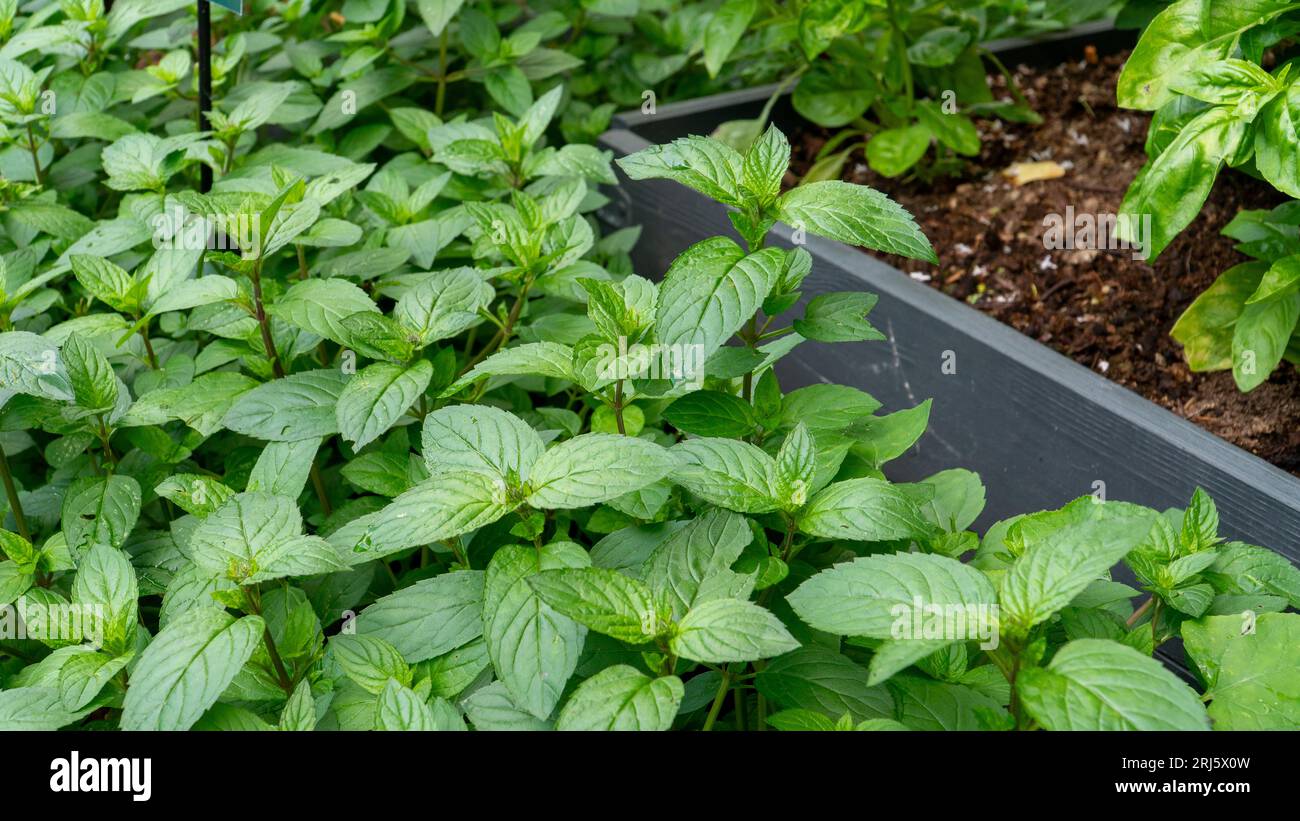 The peppermint plant is an excellent addition to any garden. Its leaf ...