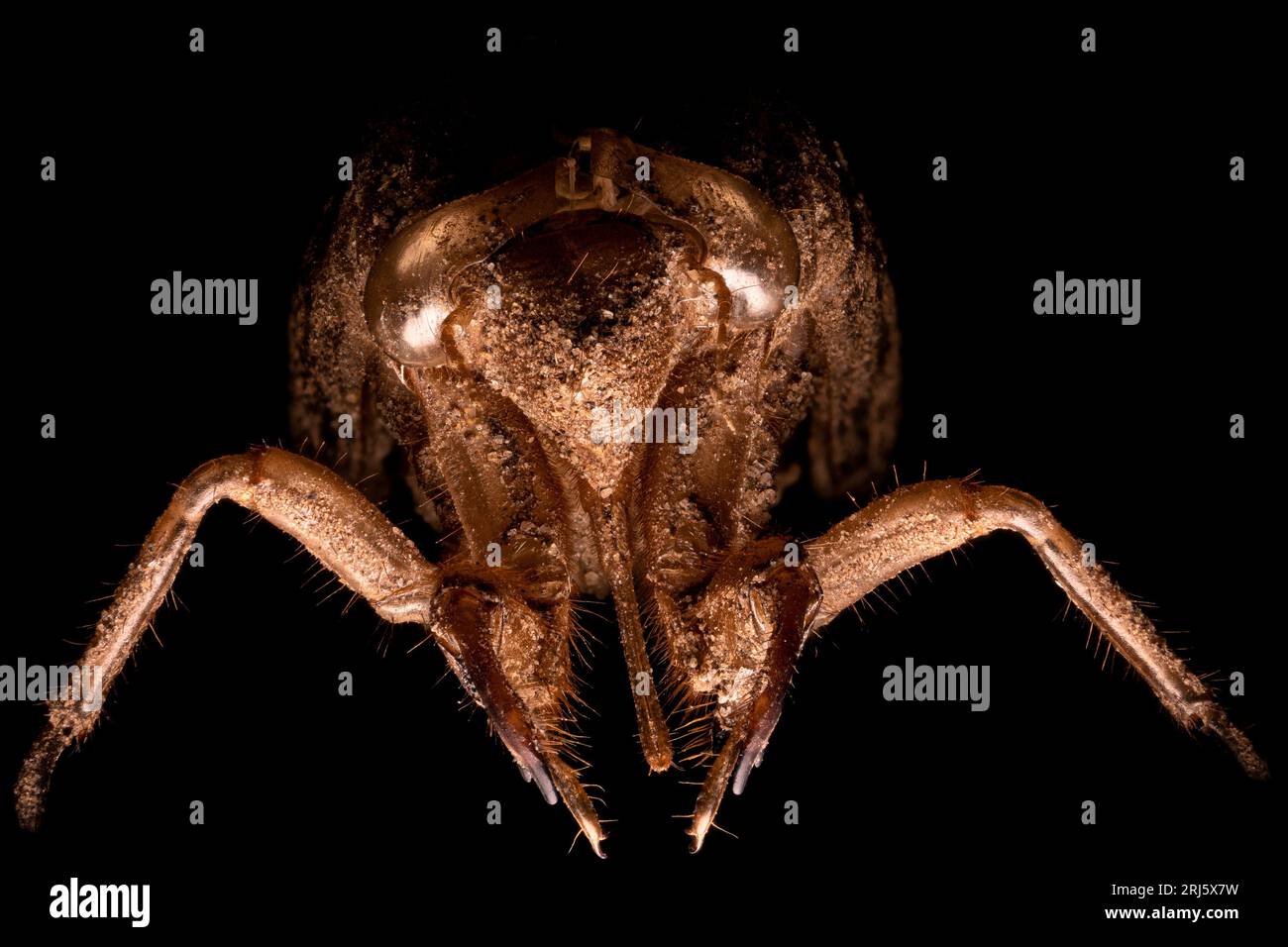 Insect exoskeleton hi-res stock photography and images - Alamy