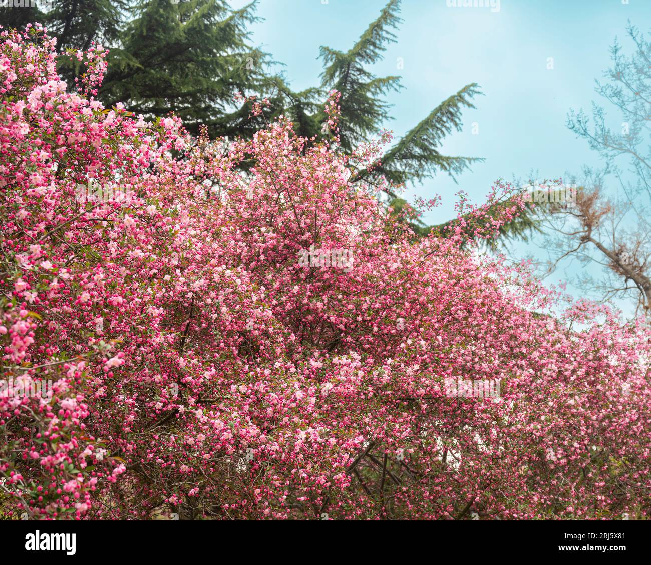 A pink growing tree in garden Stock Photo - Alamy