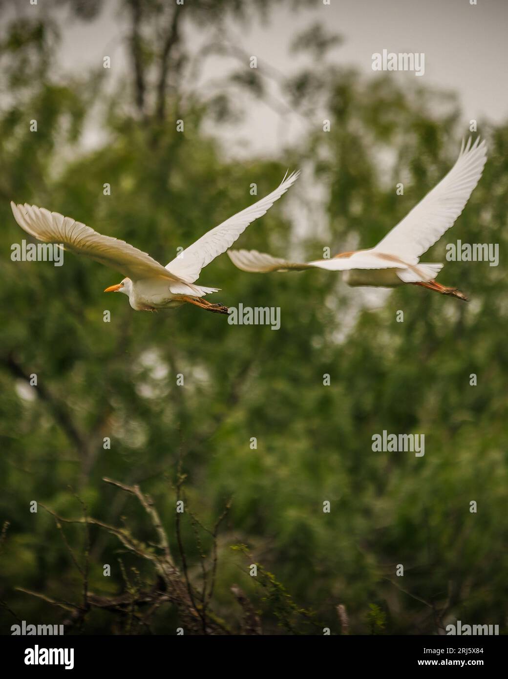 Two white cattle egrets soaring in the sky over a lush landscape Stock Photo - Alamy
