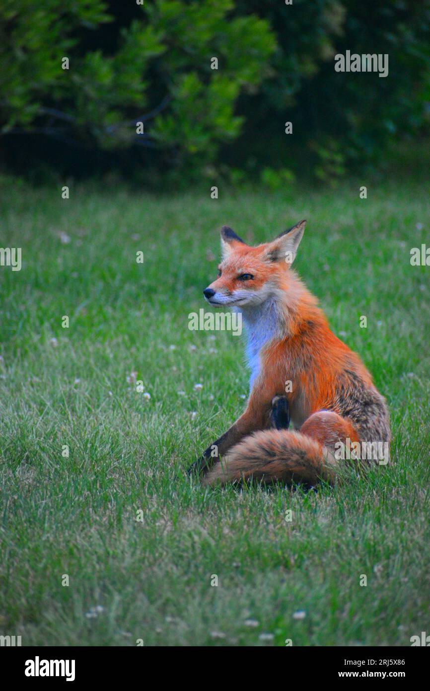An isolated red fox in a grassy meadow, facing away from the viewer ...