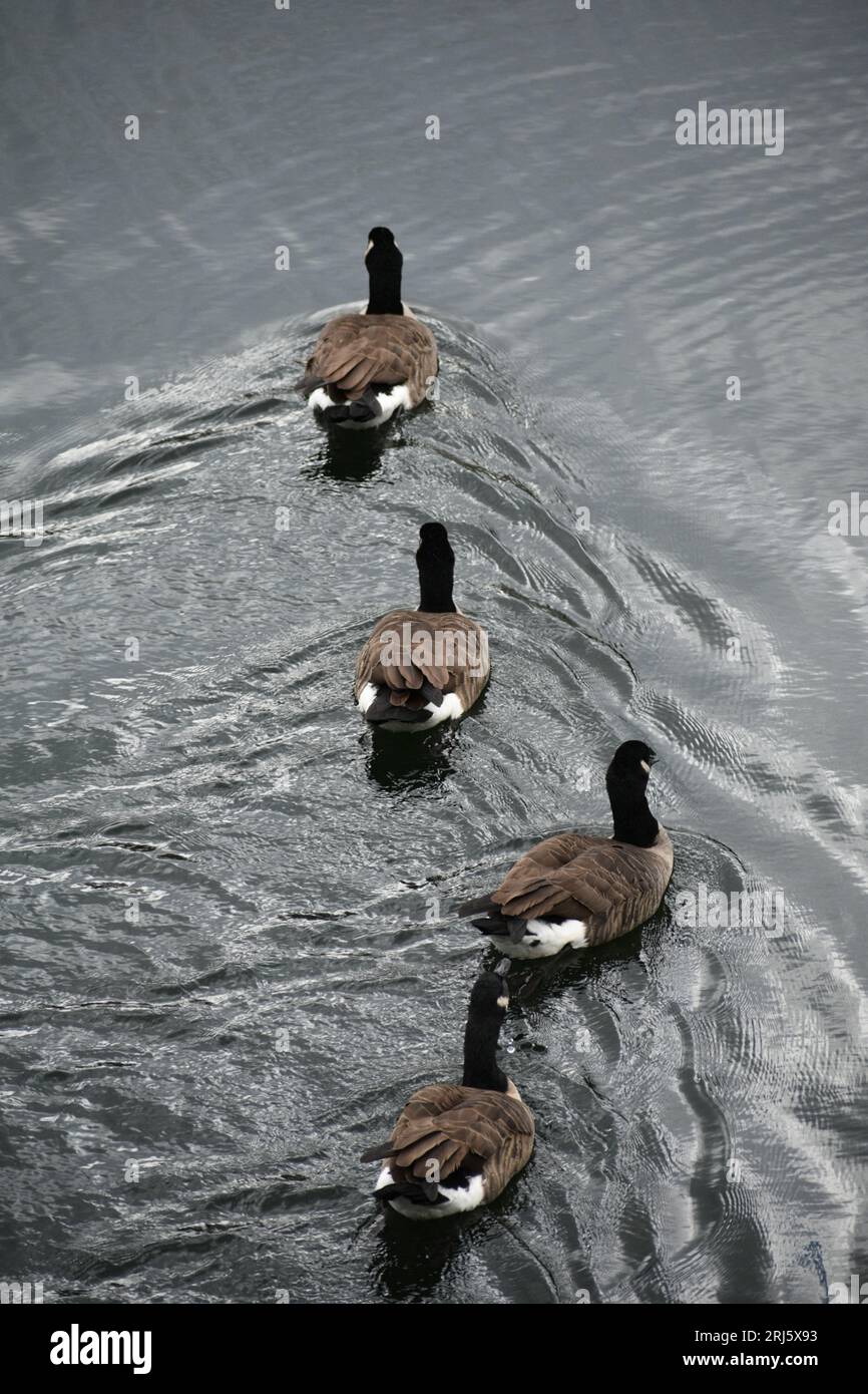 Four ducks are swimming side-by-side in a calm lake, gliding gracefully ...