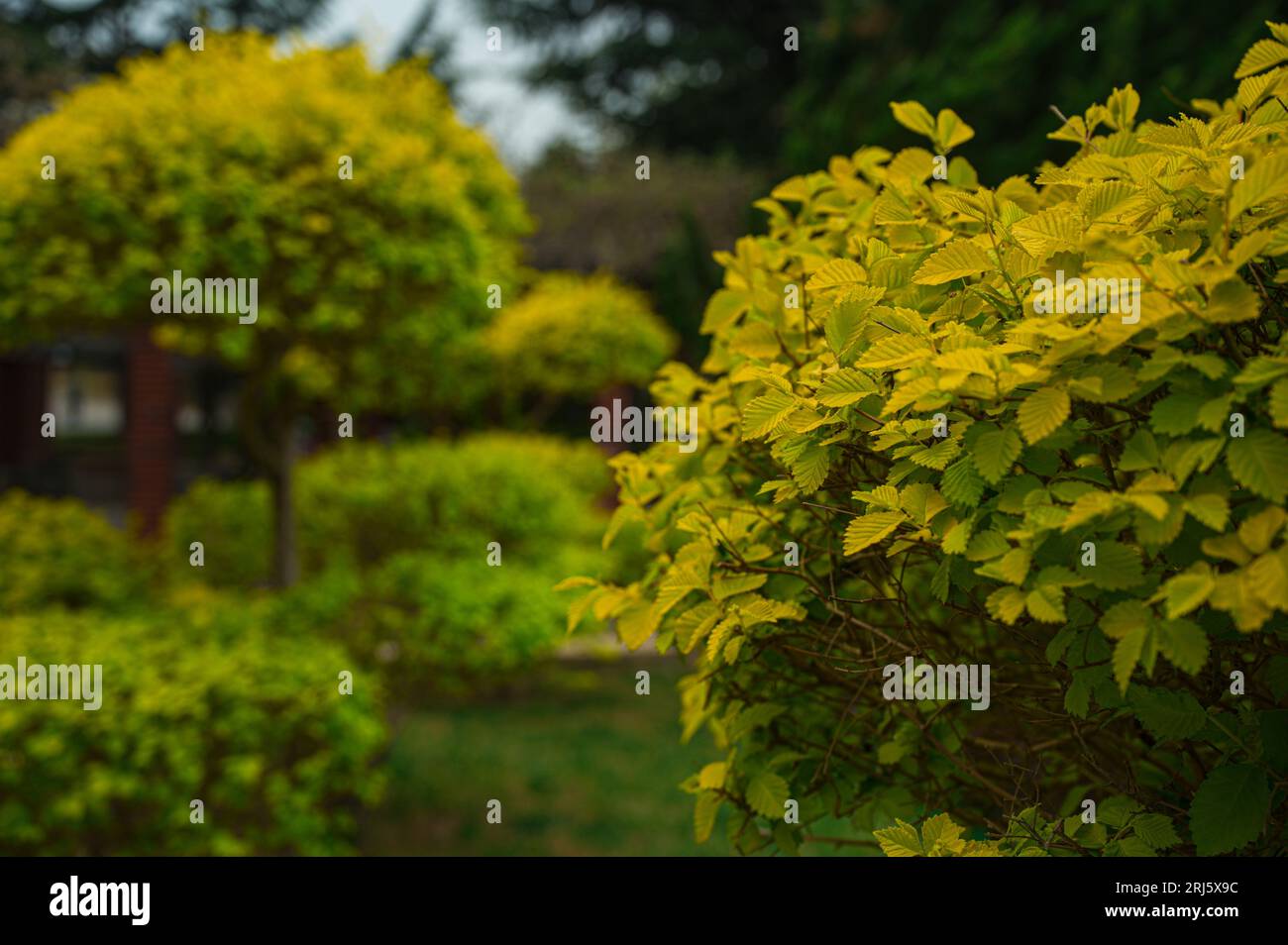 A park with growing trees and bushes Stock Photo - Alamy