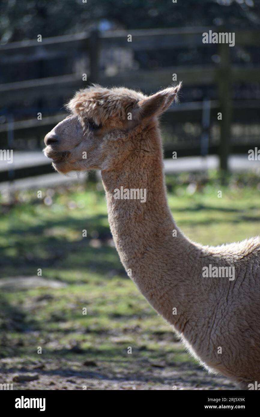 Seated alpaca hi-res stock photography and images - Alamy