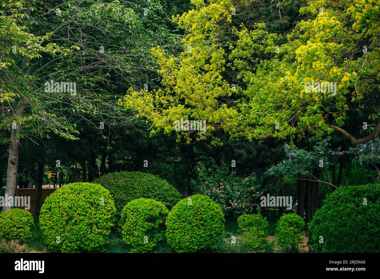 A park with growing trees and bushes Stock Photo - Alamy