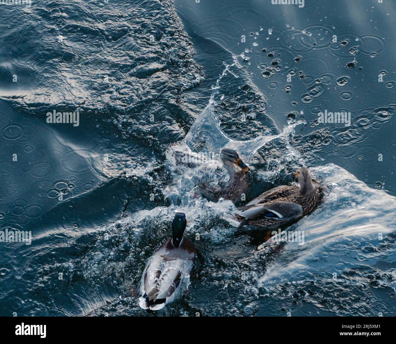 Two ducks swimming side by side in a tranquil lake environment ...