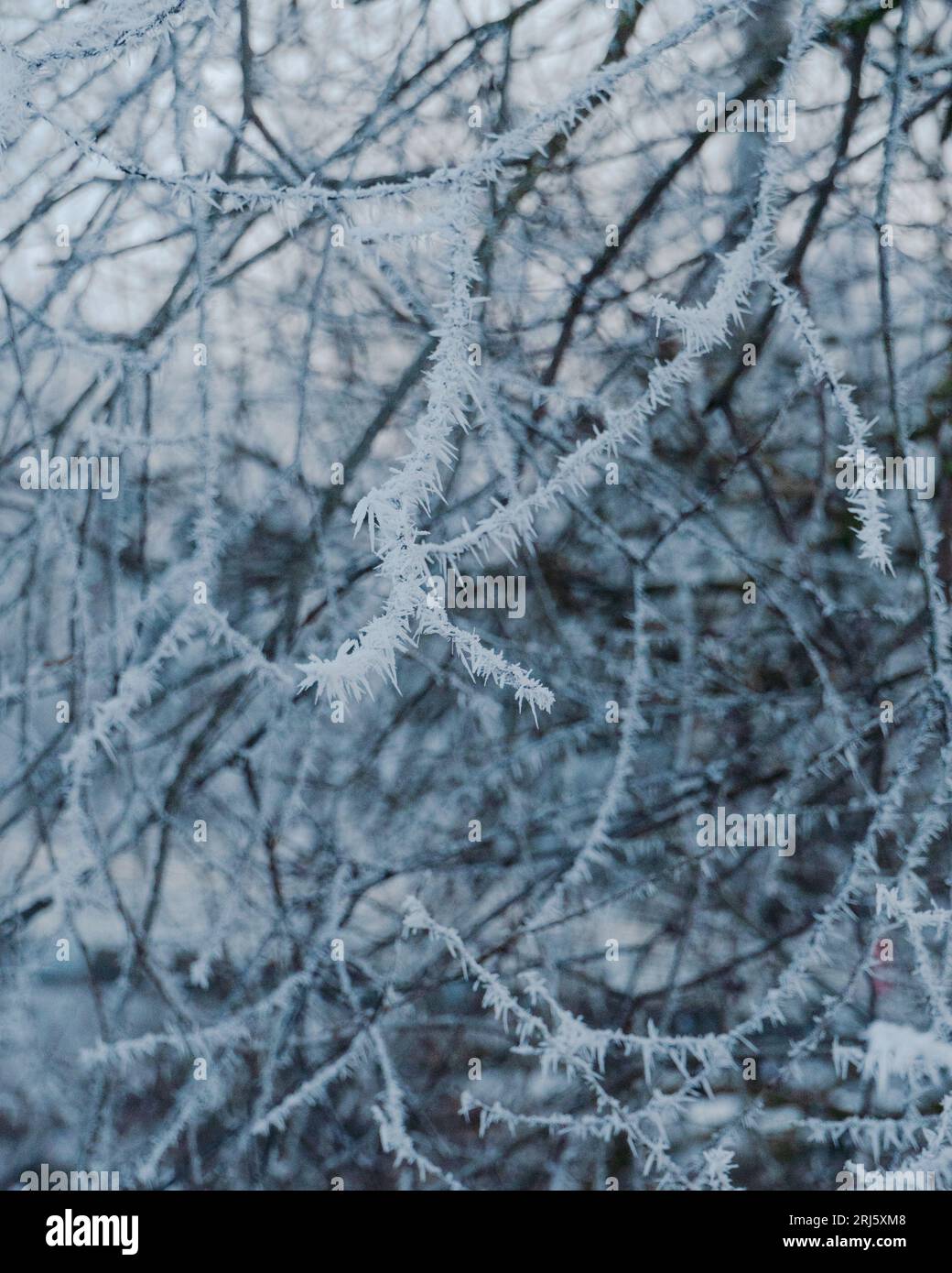 A growing tree with frozen branches Stock Photo - Alamy